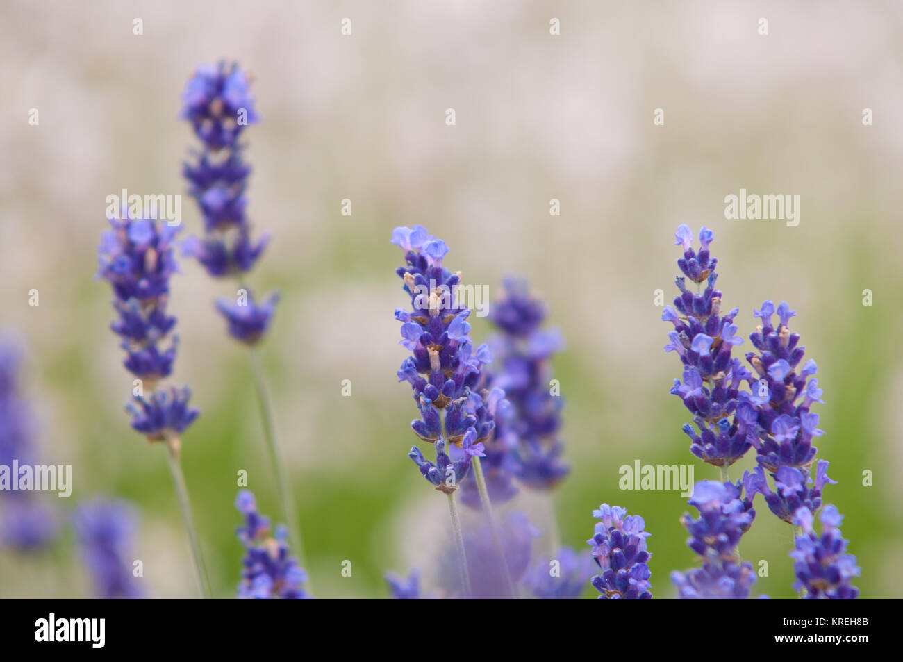 Lavender flower Natural look of Lavender flowers Lavandula Stock Photo ...