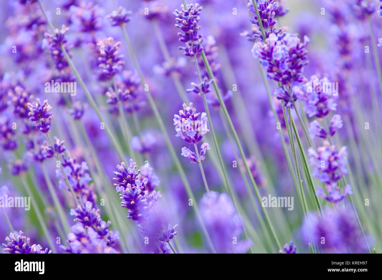 Lavender flower Natural look of Lavender flowers Lavandula Stock Photo ...