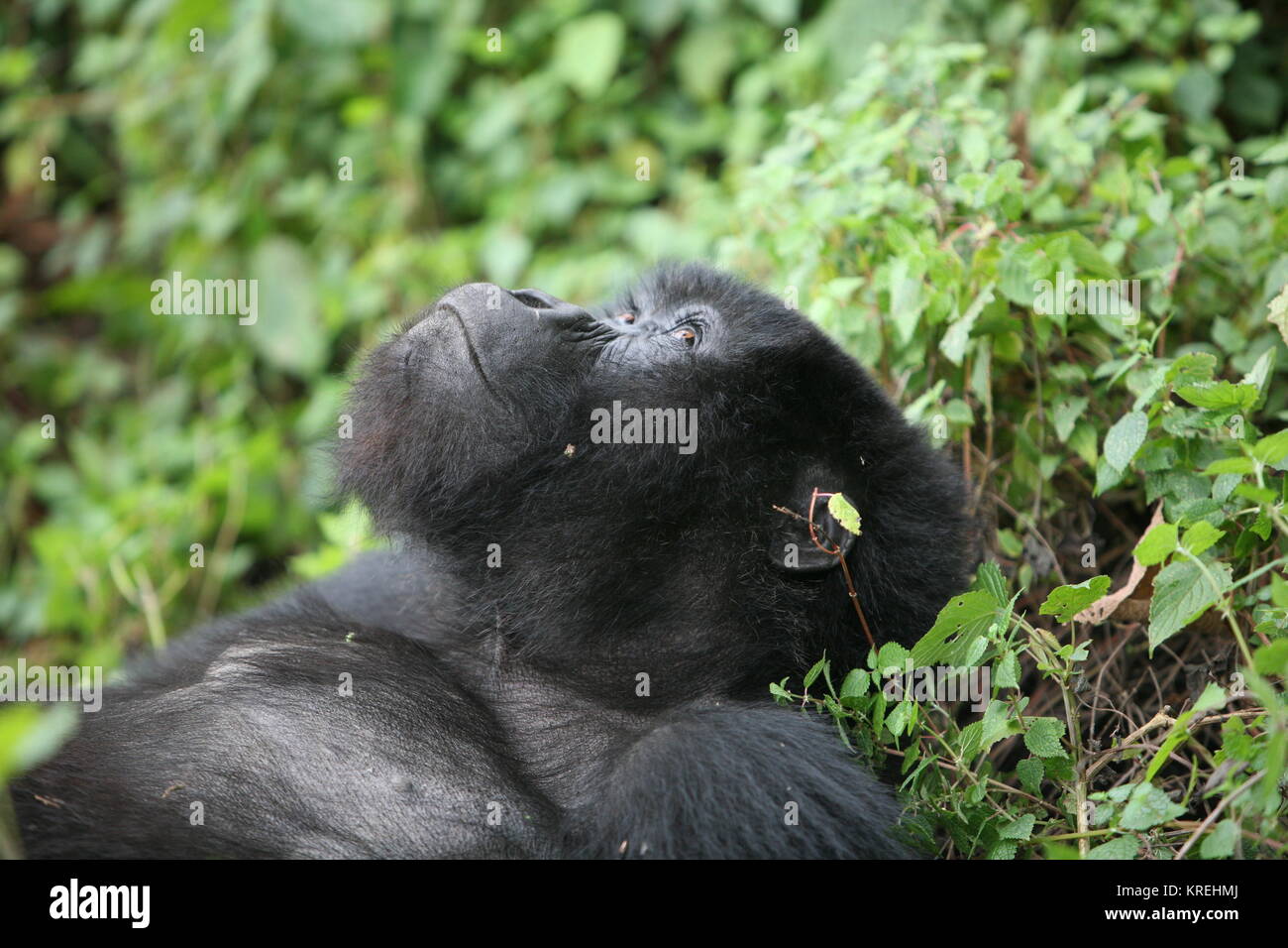 Wild Gorilla animal Rwanda Africa tropical Forest Stock Photo - Alamy