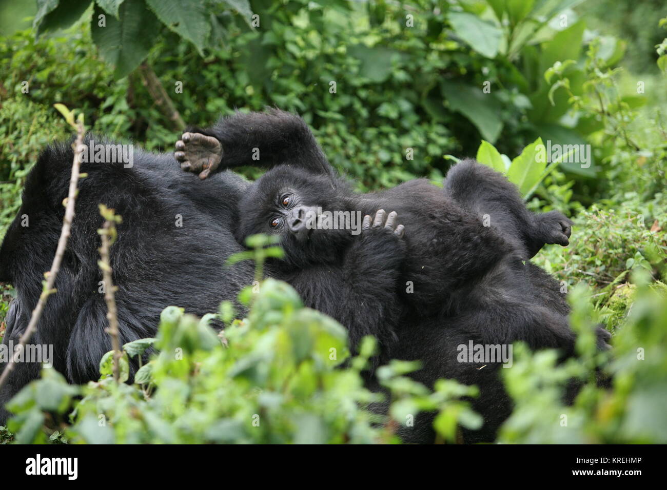 Wild Gorilla animal Rwanda Africa tropical Forest Stock Photo - Alamy