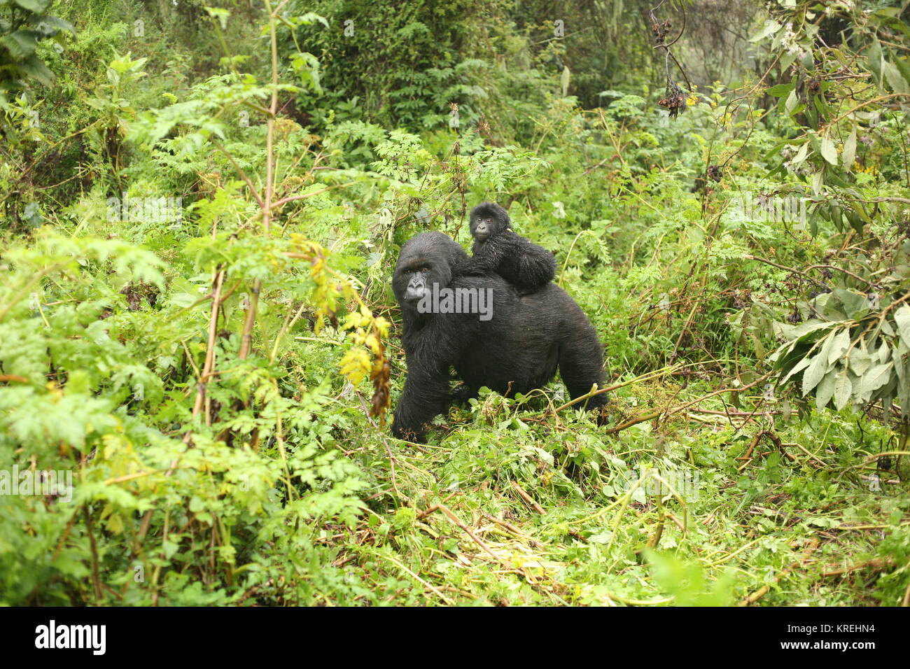 Wild Gorilla animal Rwanda Africa tropical Forest Stock Photo - Alamy