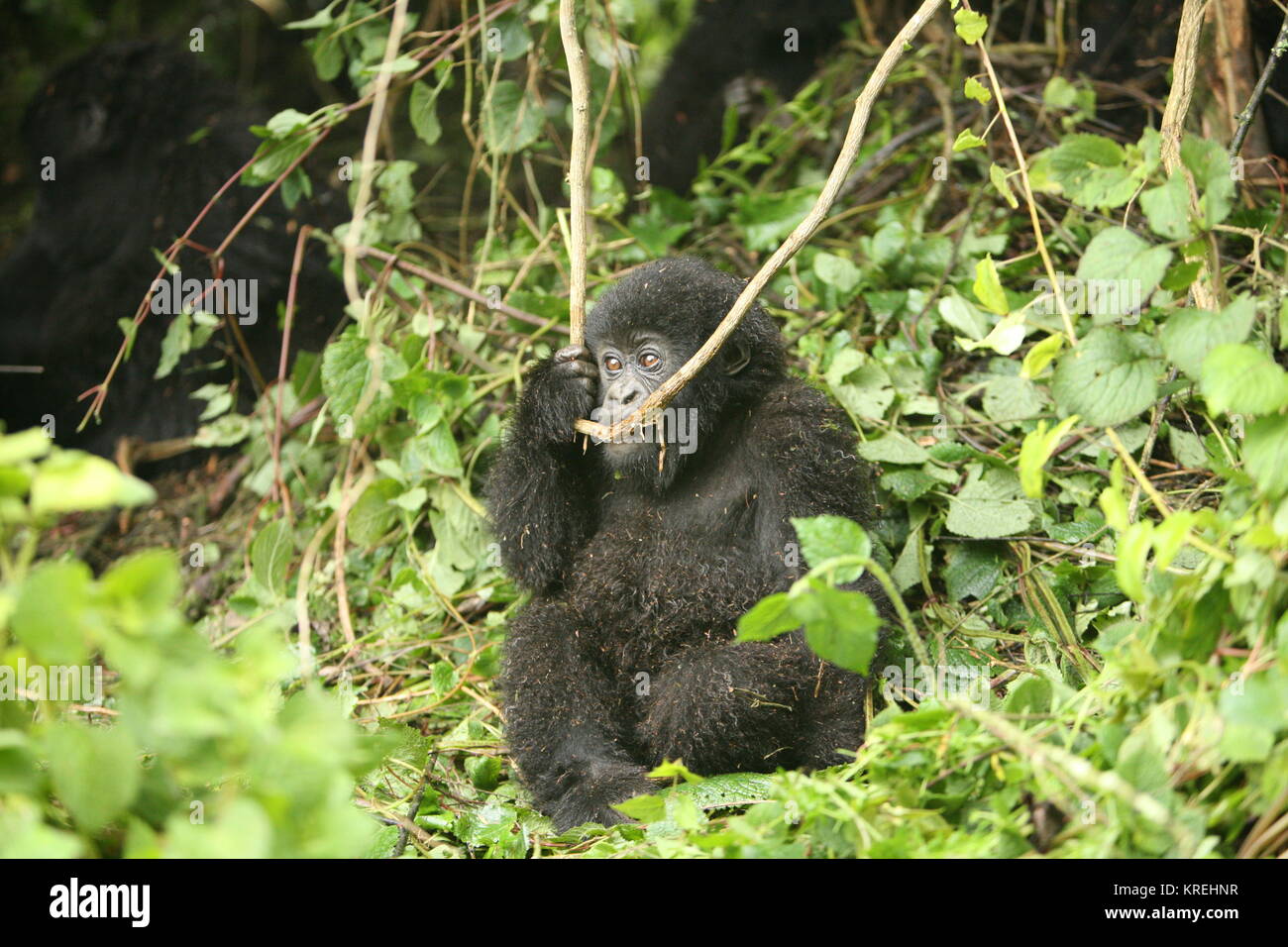 Wild Gorilla animal Rwanda Africa tropical Forest Stock Photo - Alamy