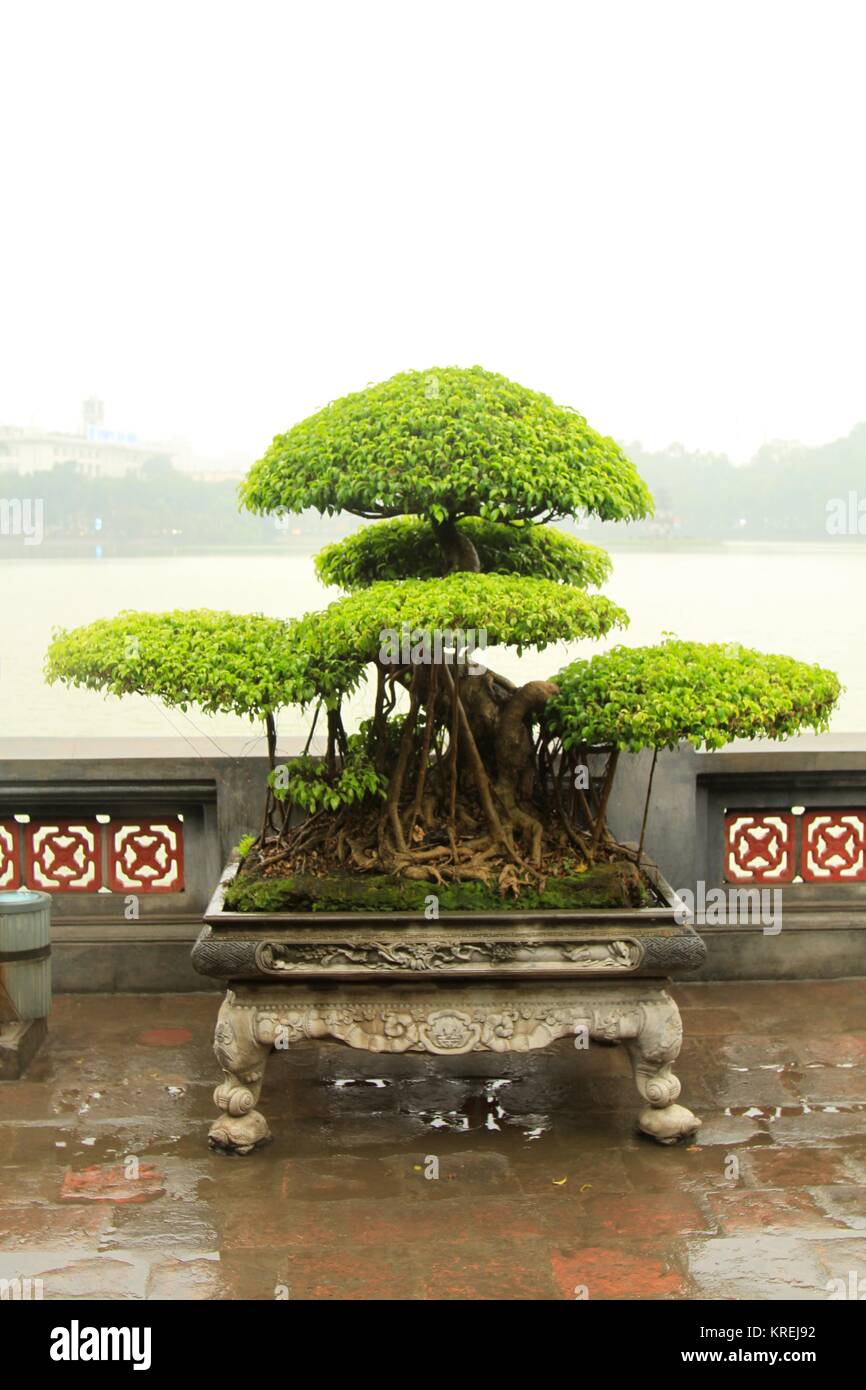 Ngoc Son Temple Bonsai, Hanoi, Vietnam Stock Photo - Alamy