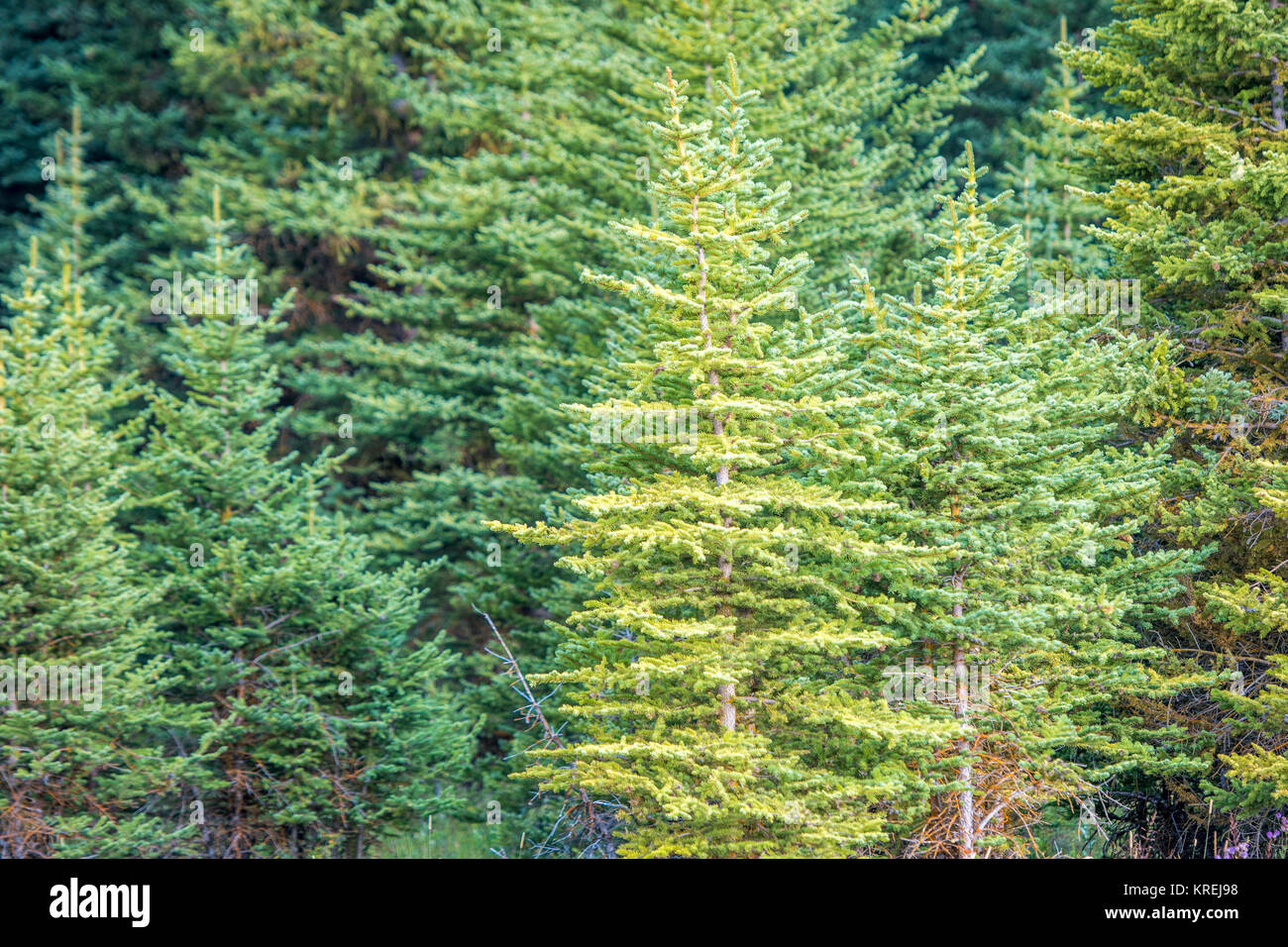 Copious spice trees stand in forest, Grand Tetons National Park, Teton ...