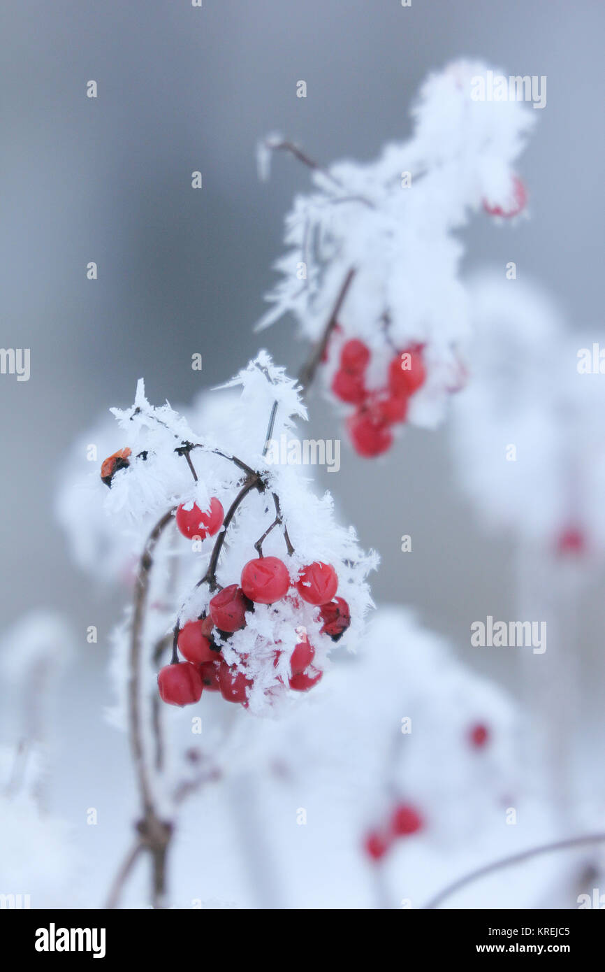 shrubs with snow in winter Stock Photo - Alamy