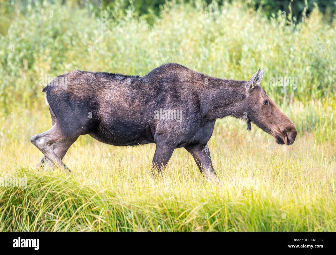 Moose walks amongst the tall grasses, Moose walks amongst the tall ...