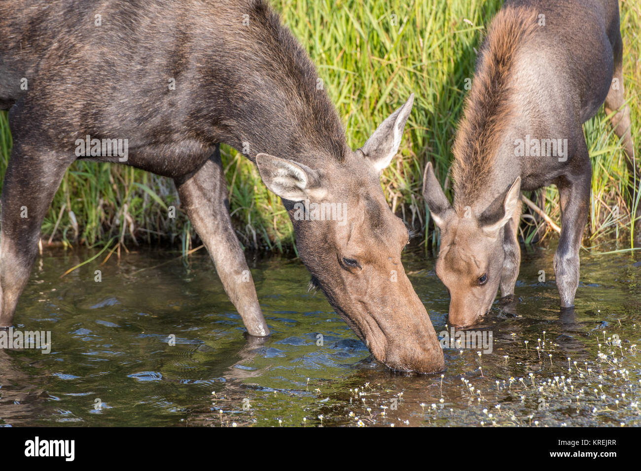 A moose drinks from a water hole with her young, Grand Tetons National ...