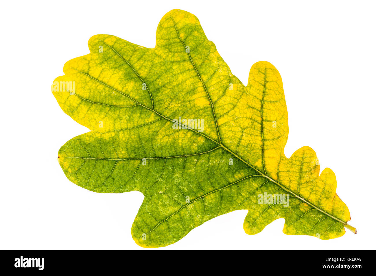 Single oak leaf in autumnal colors isolated on white background Stock ...