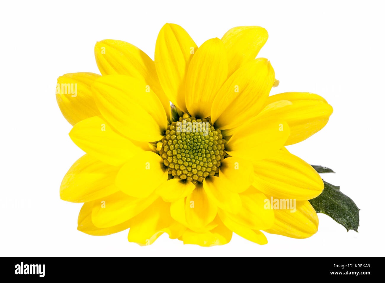 Flower of yellow marguerite isolated on white background Stock Photo ...