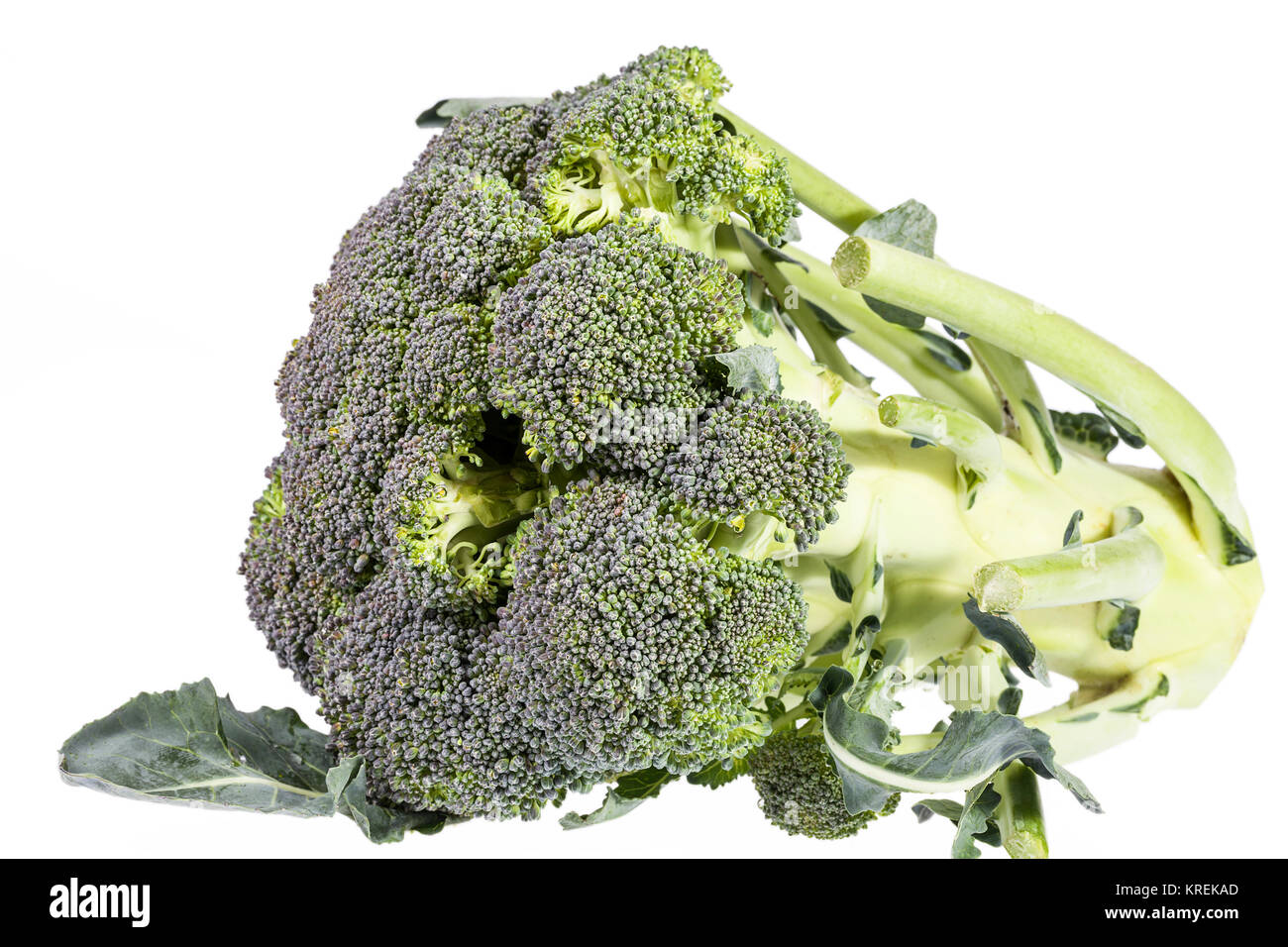 Single fresh green broccoli isolated on white background Stock Photo ...