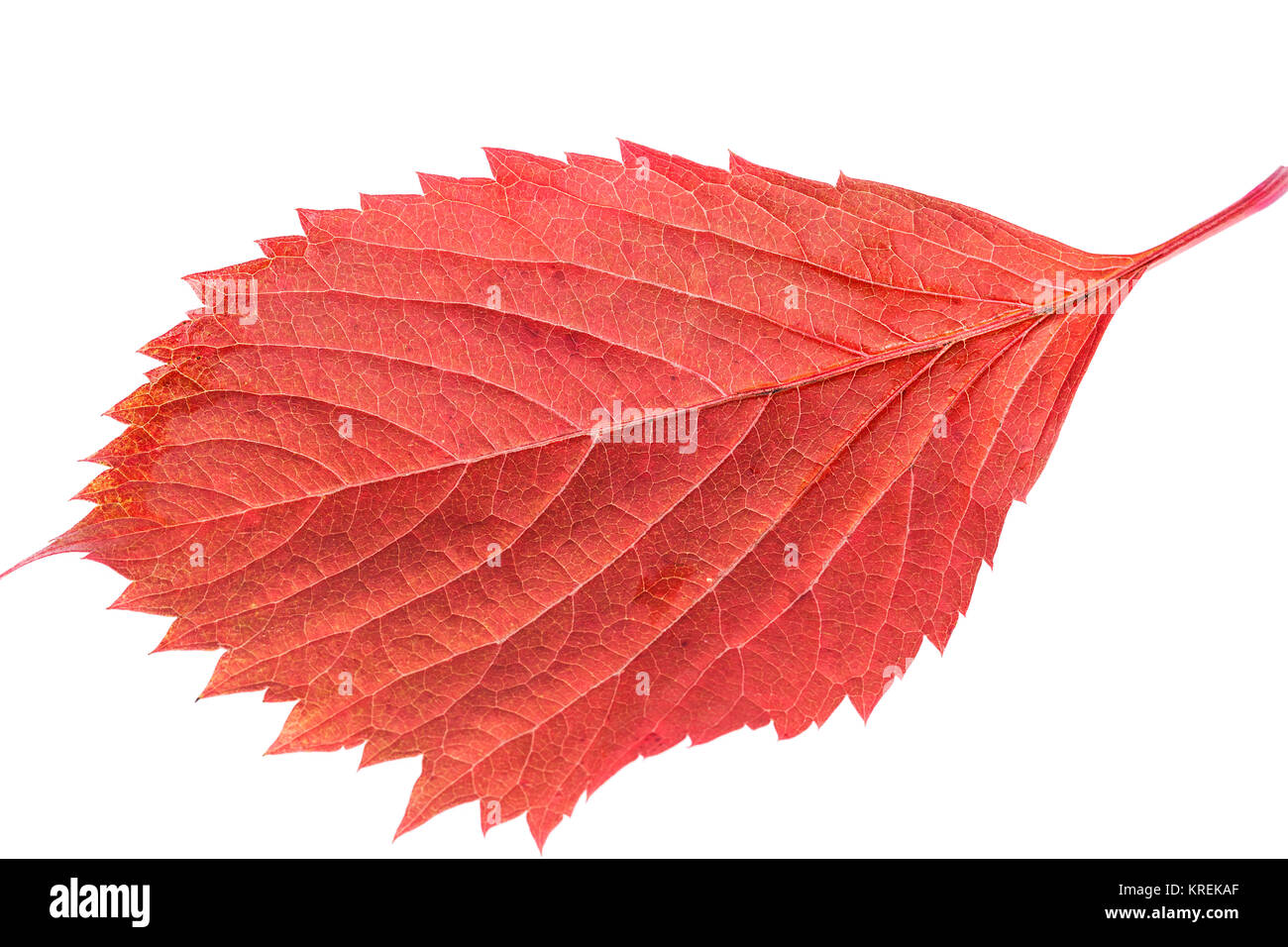 Leaf fall in park Cut Out Stock Images & Pictures - Alamy