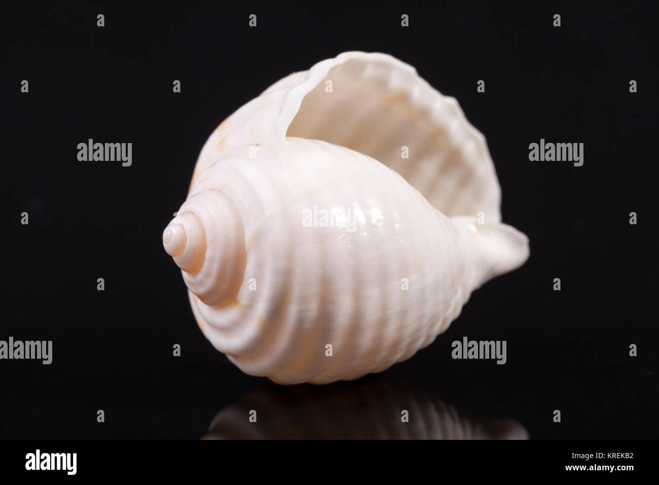 Single white sea shell isolated on black background Stock Photo - Alamy