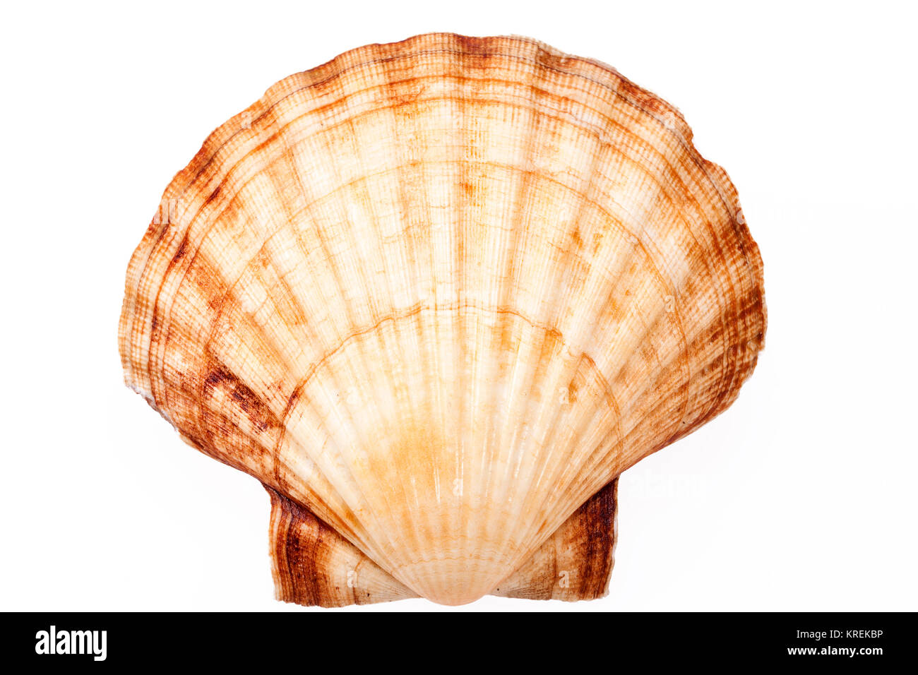 single sea shell of mollusk isolated on white background, close up ...