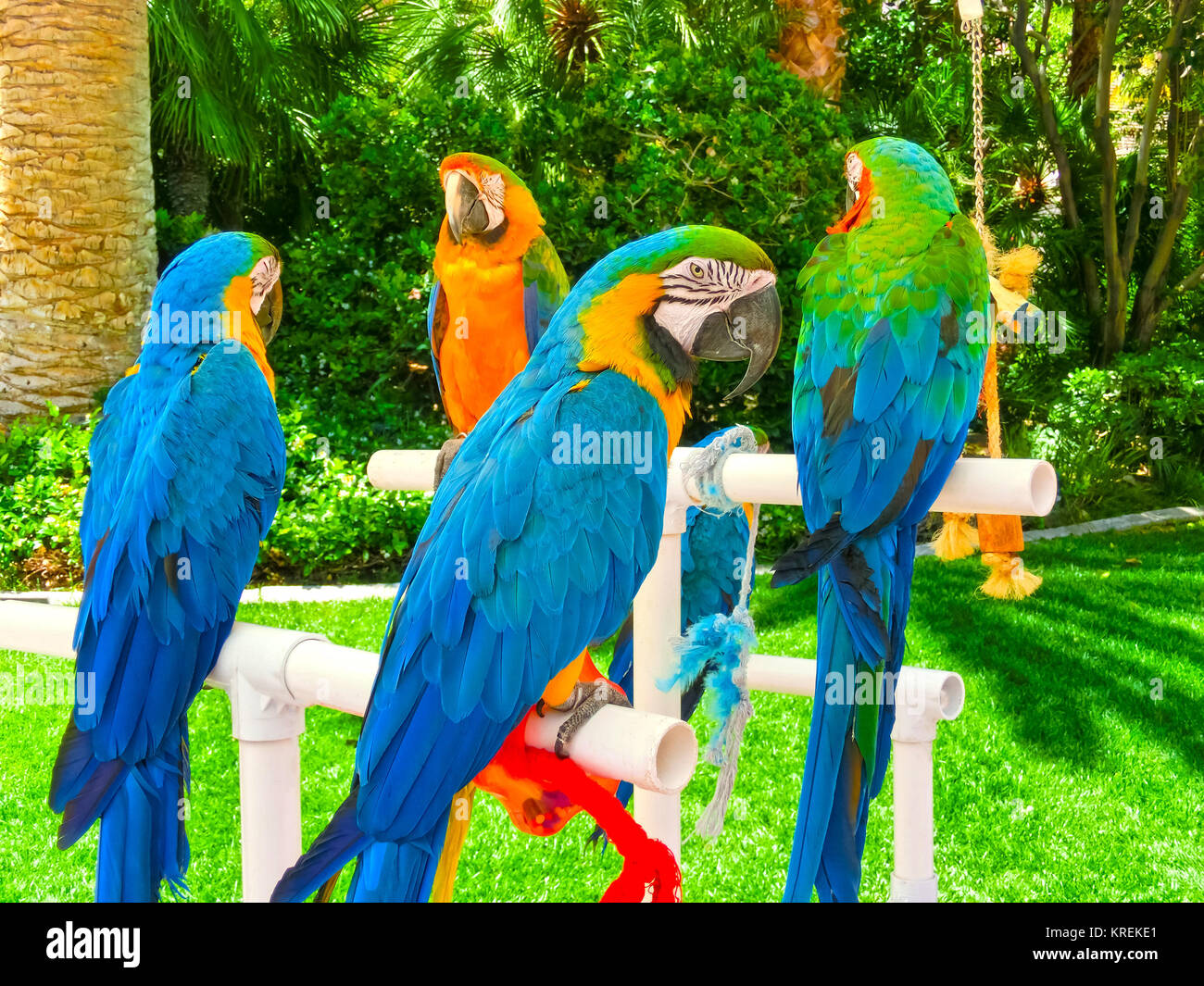 Colorful parrots macaws sitting on perch Stock Photo - Alamy