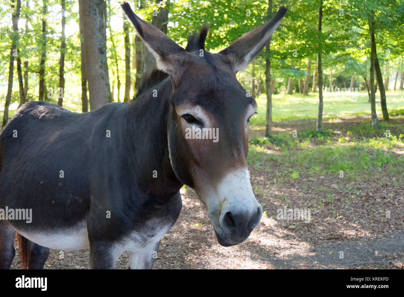 close up of a donkey on a forest Stock Photo - Alamy
