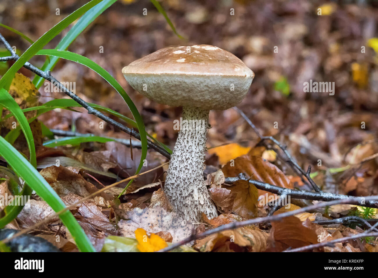 not edible mushroom in the forest Stock Photo - Alamy
