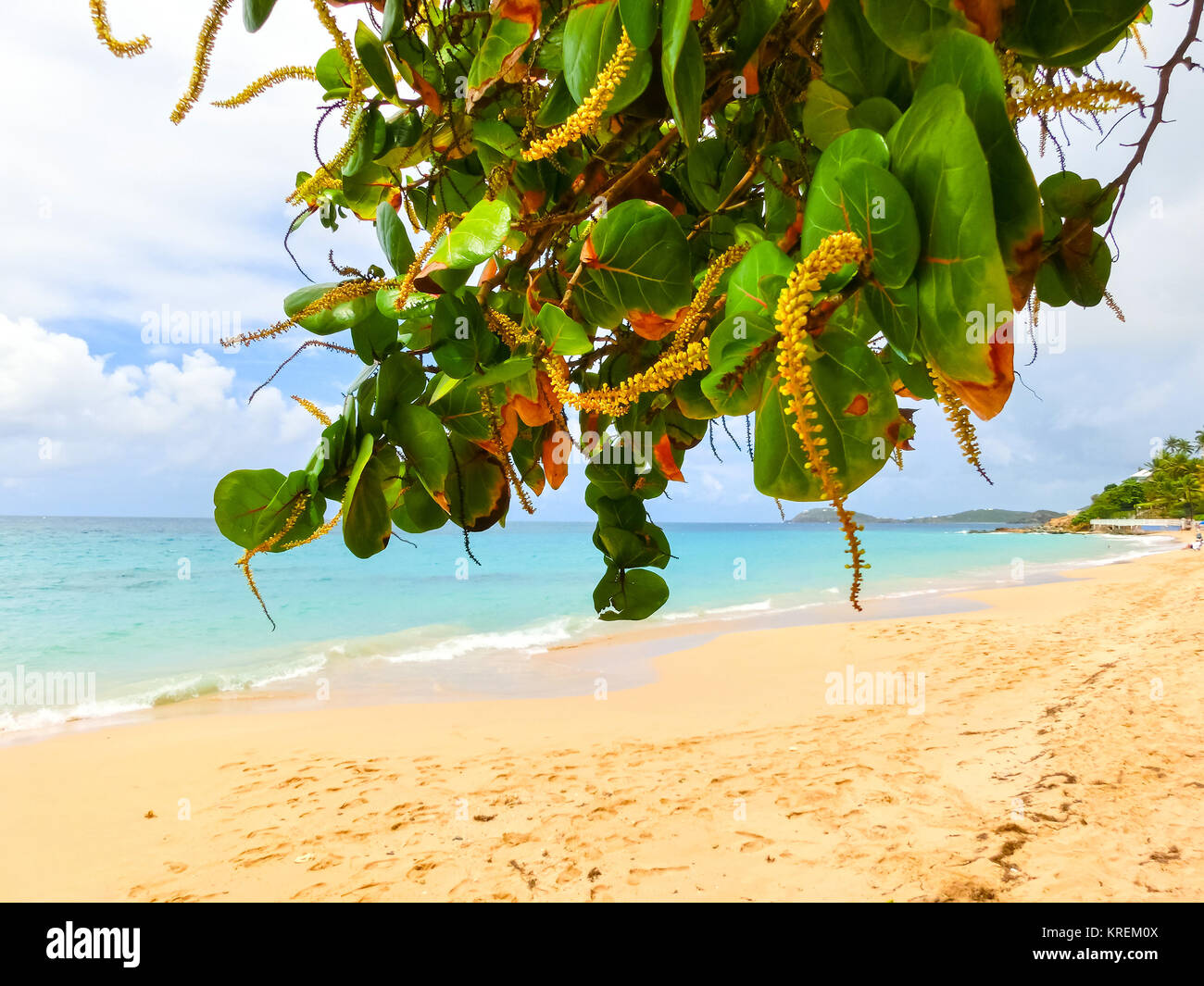 The Caribbean tropical beach Stock Photo - Alamy