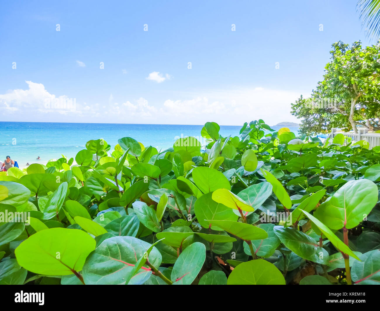 The Caribbean tropical beach Stock Photo - Alamy