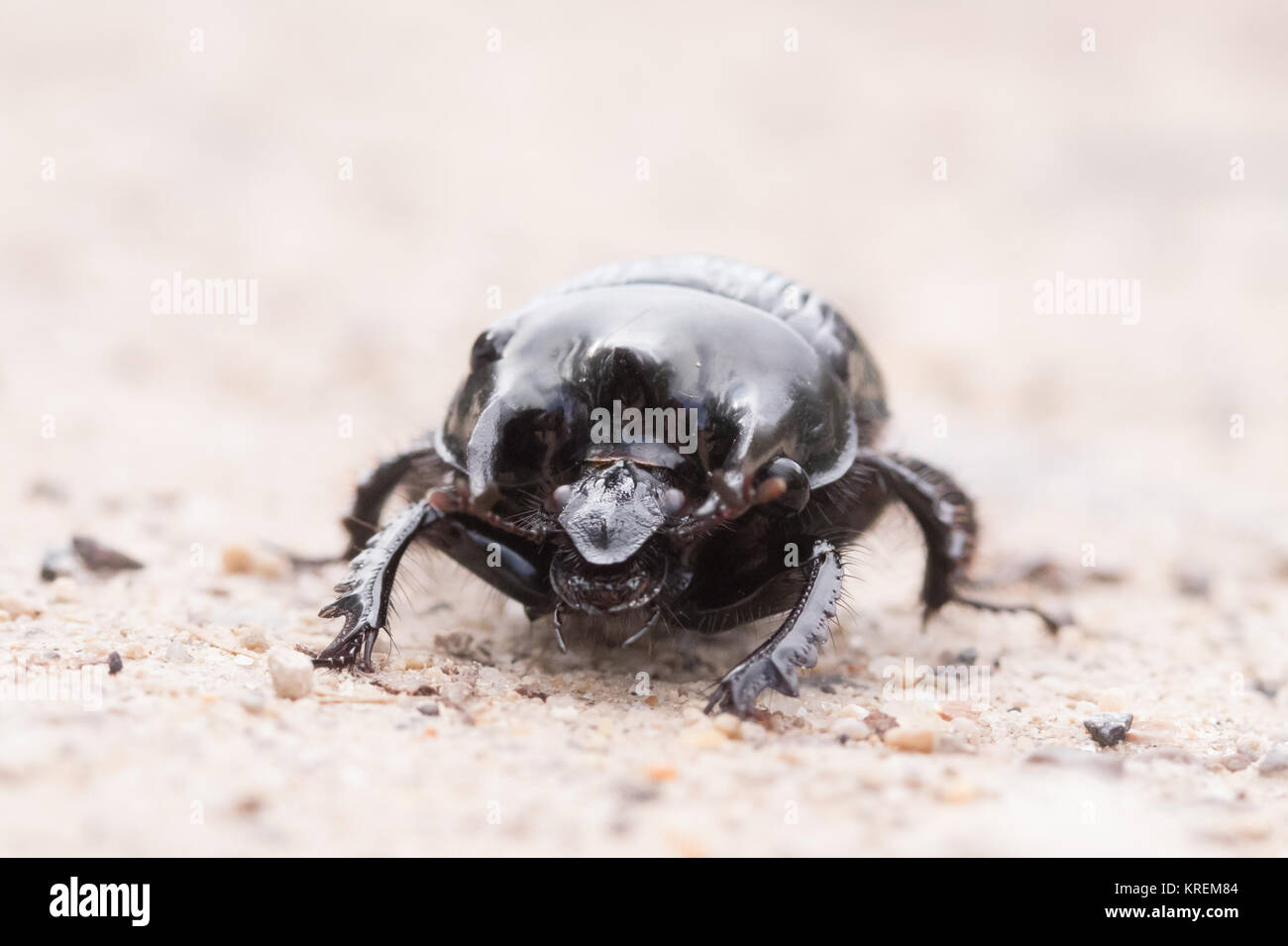 Minotaur beetle (Typhaeus typhoeus) male. Dorset, UK Stock Photo - Alamy