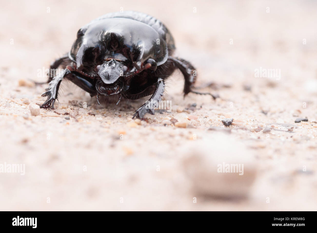 Minotaur beetle (Typhaeus typhoeus) male. Dorset, UK Stock Photo - Alamy