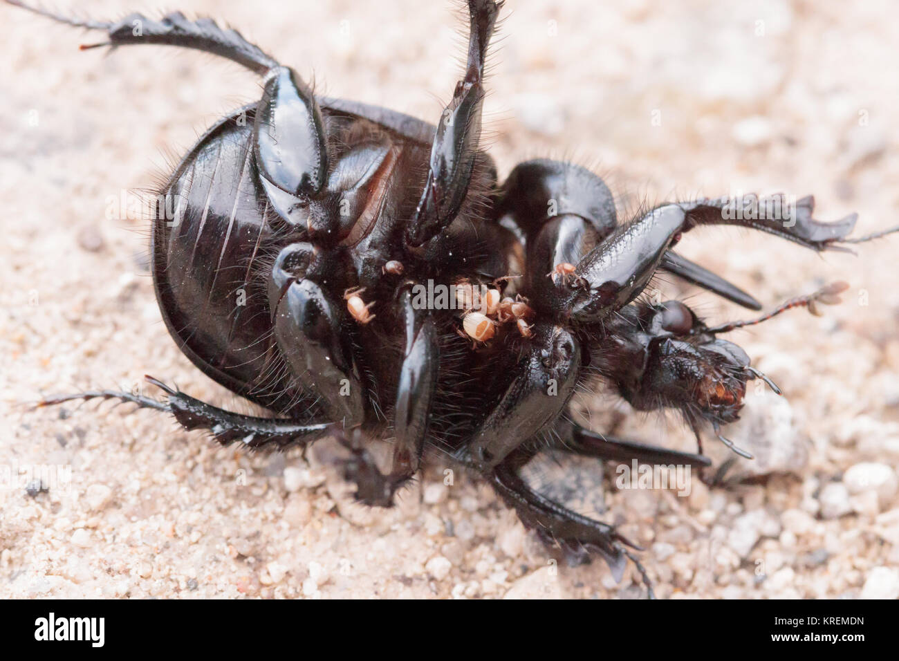 Minotaur beetle (Typhaeus typhoeus) male with mites. Dorset, UK Stock ...