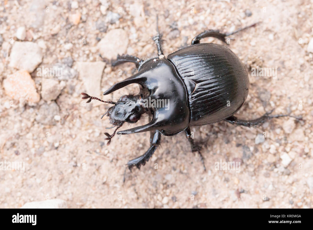 Minotaur beetle (Typhaeus typhoeus) male. Dorset, UK Stock Photo - Alamy