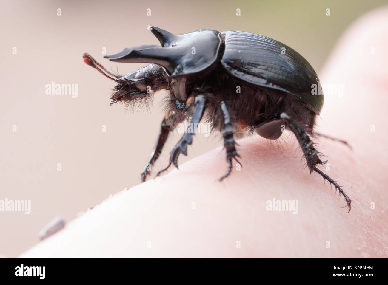 Minotaur beetle (Typhaeus typhoeus) male. Dorset, UK Stock Photo - Alamy
