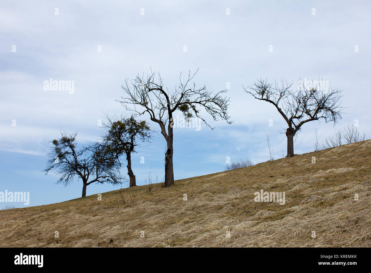 tree without leaves in brown landscape Stock Photo - Alamy