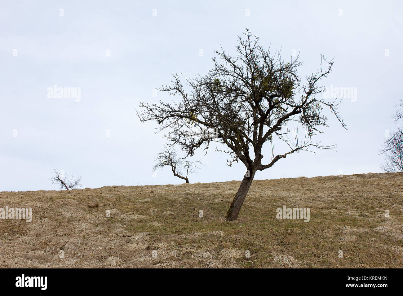 Brown Tree Without Leaves