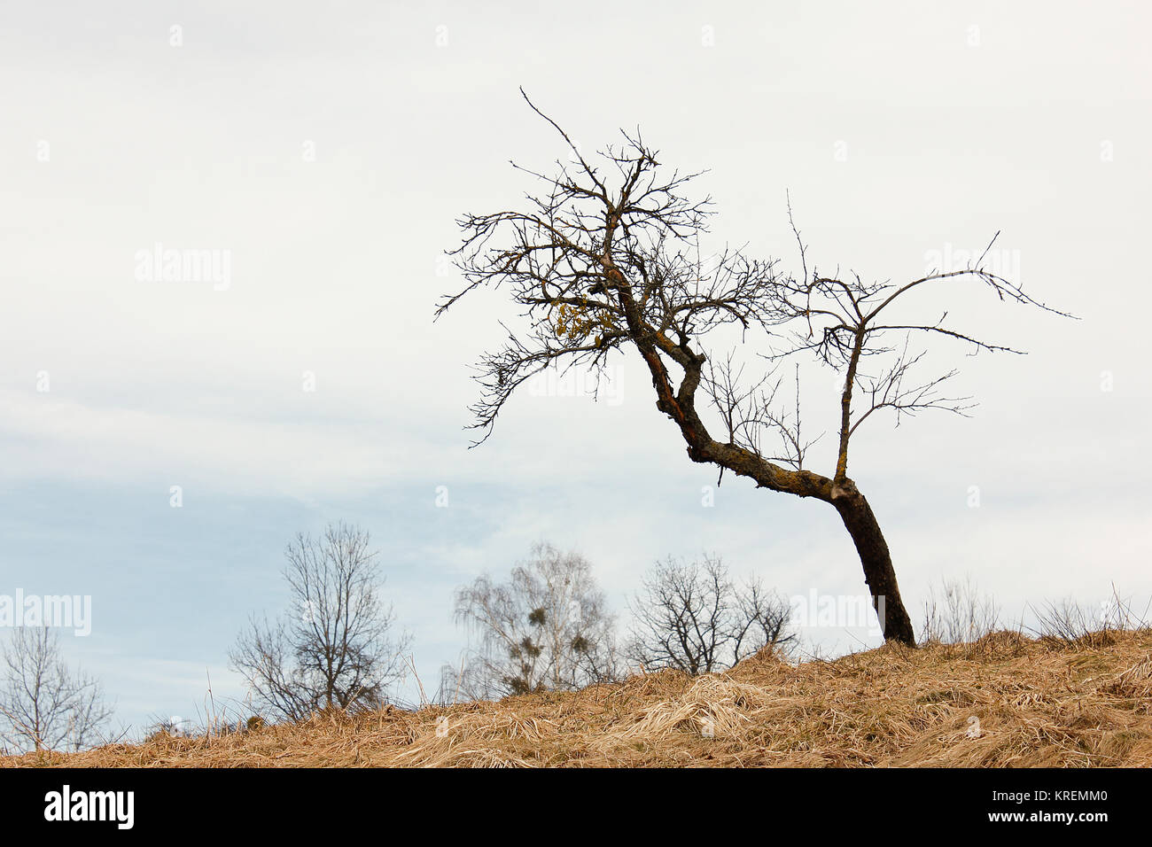 tree without leaves in brown landscape Stock Photo - Alamy