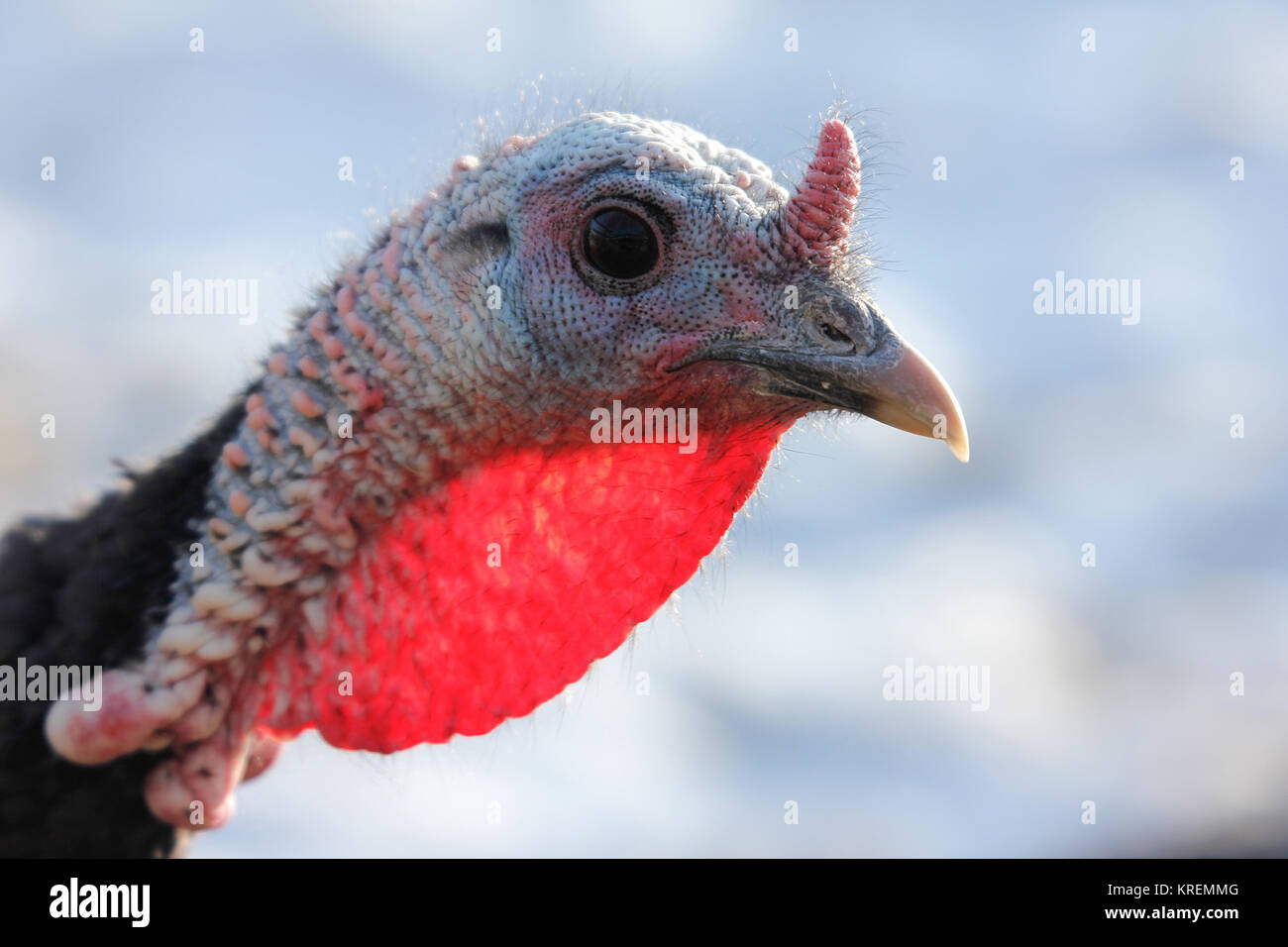 wild turkey close-up Stock Photo - Alamy