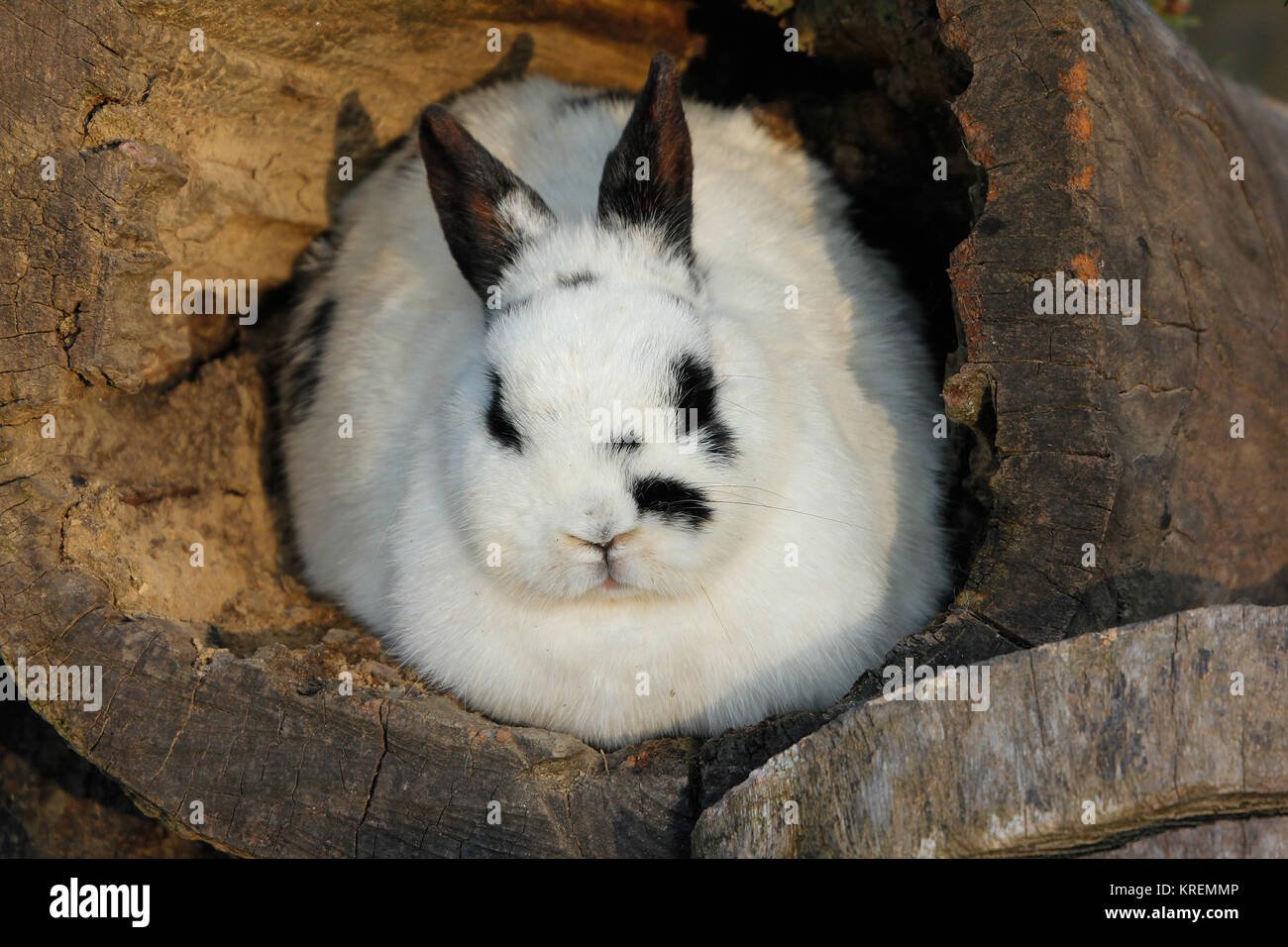 hare resting white-black Stock Photo - Alamy