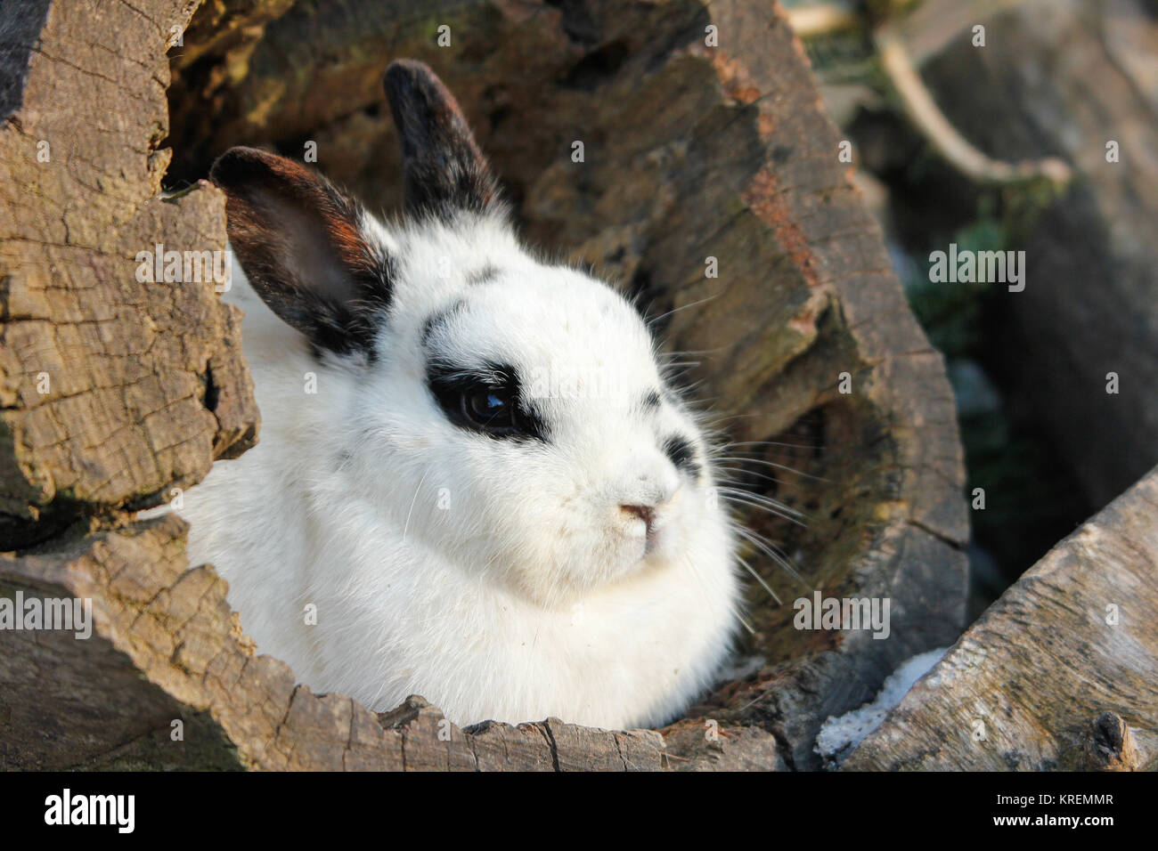 hare resting white-black Stock Photo - Alamy