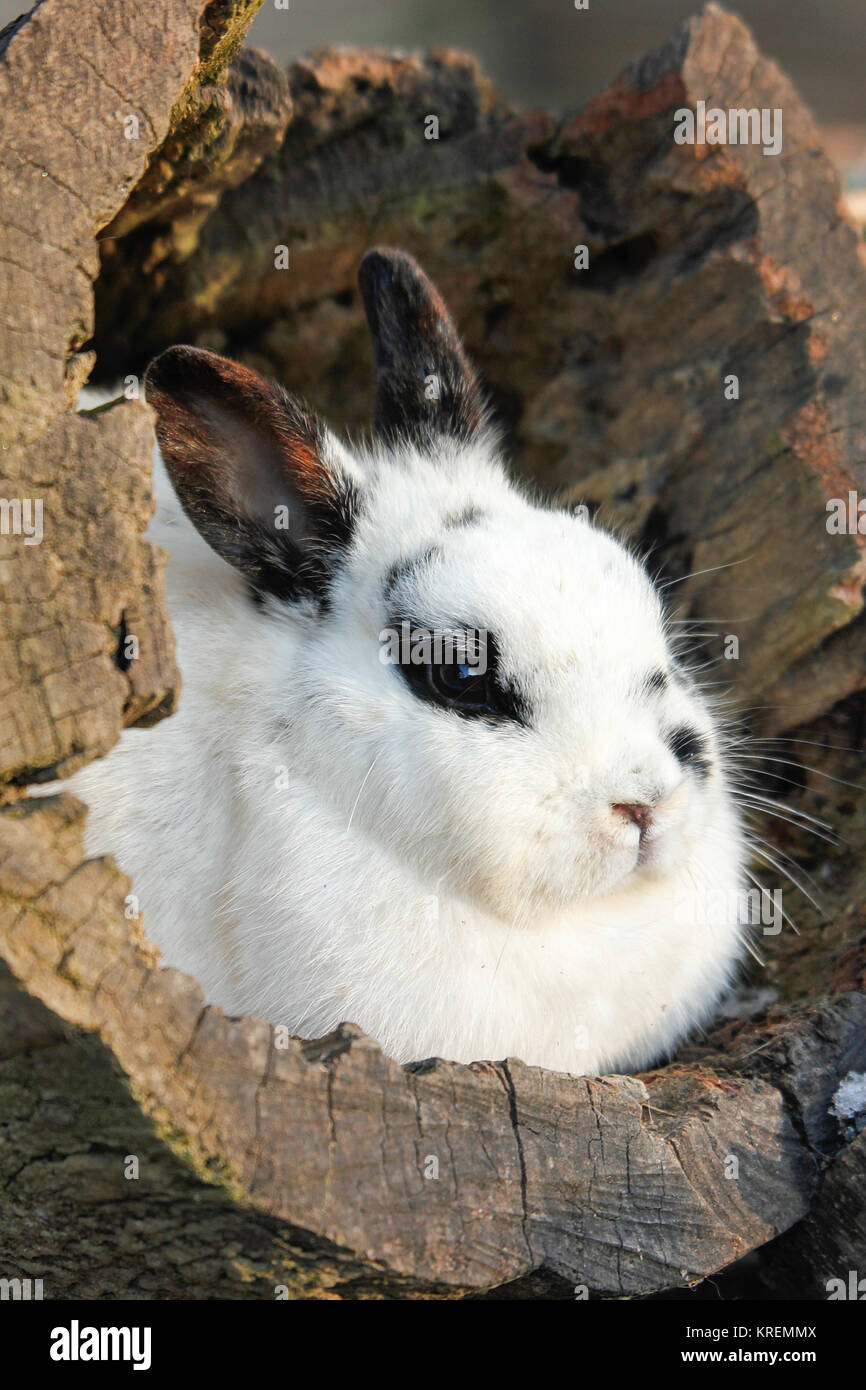 Black rabbit and white rabbits hi-res stock photography and images - Alamy