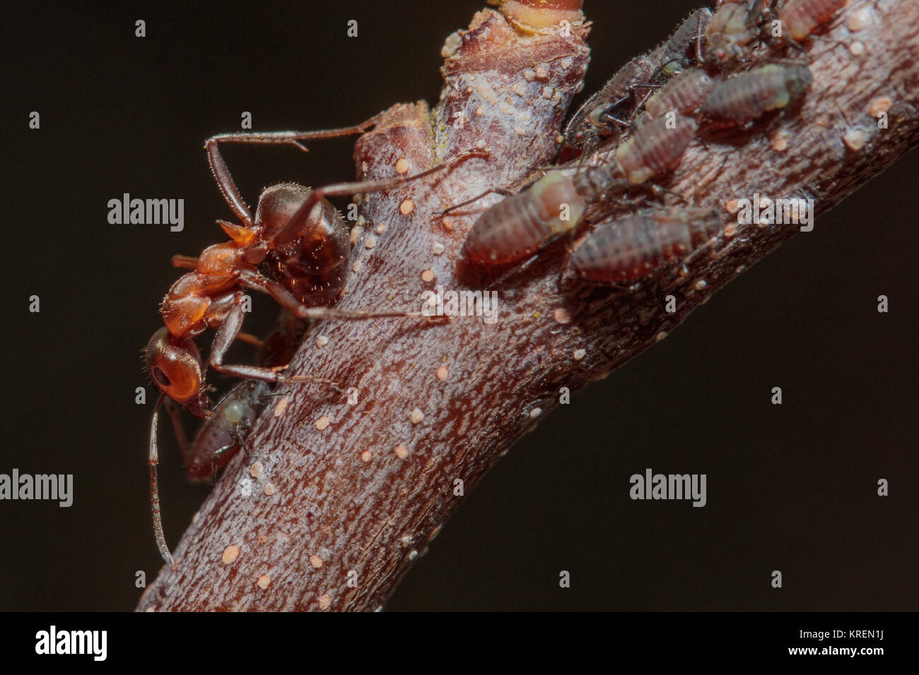 Wood ants (Formica rufa) farming aphids. Surrey, UK Stock Photo - Alamy