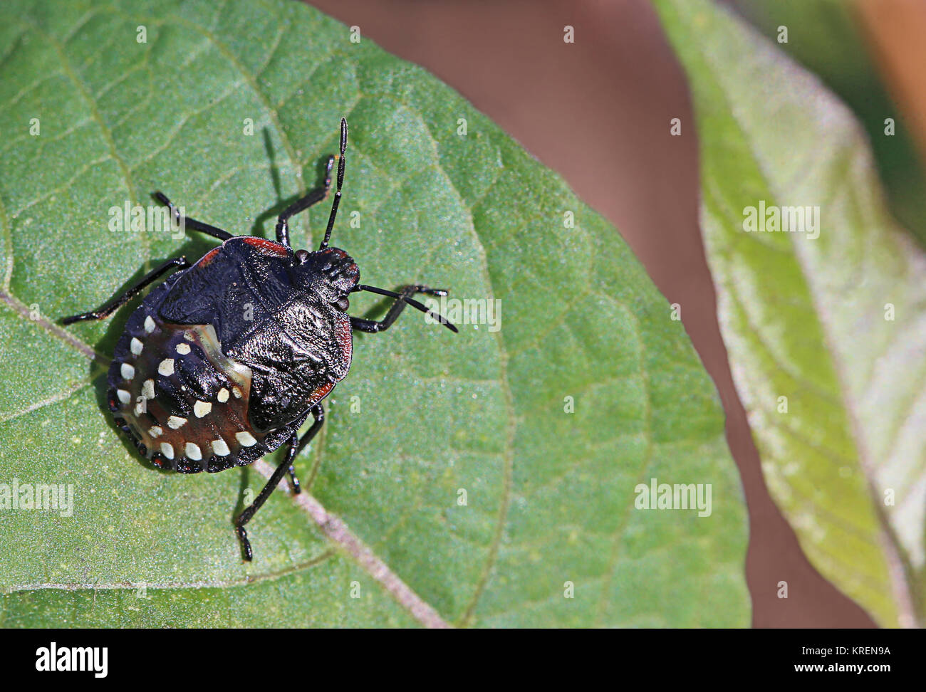 Nezara viridula fourth hi-res stock photography and images - Alamy