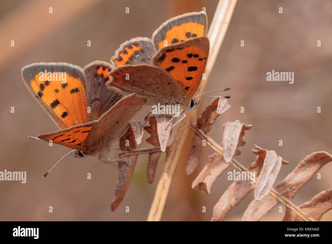 Small copper (Lycaena phlaeas) butterflies mating. Surrey, UK Stock ...