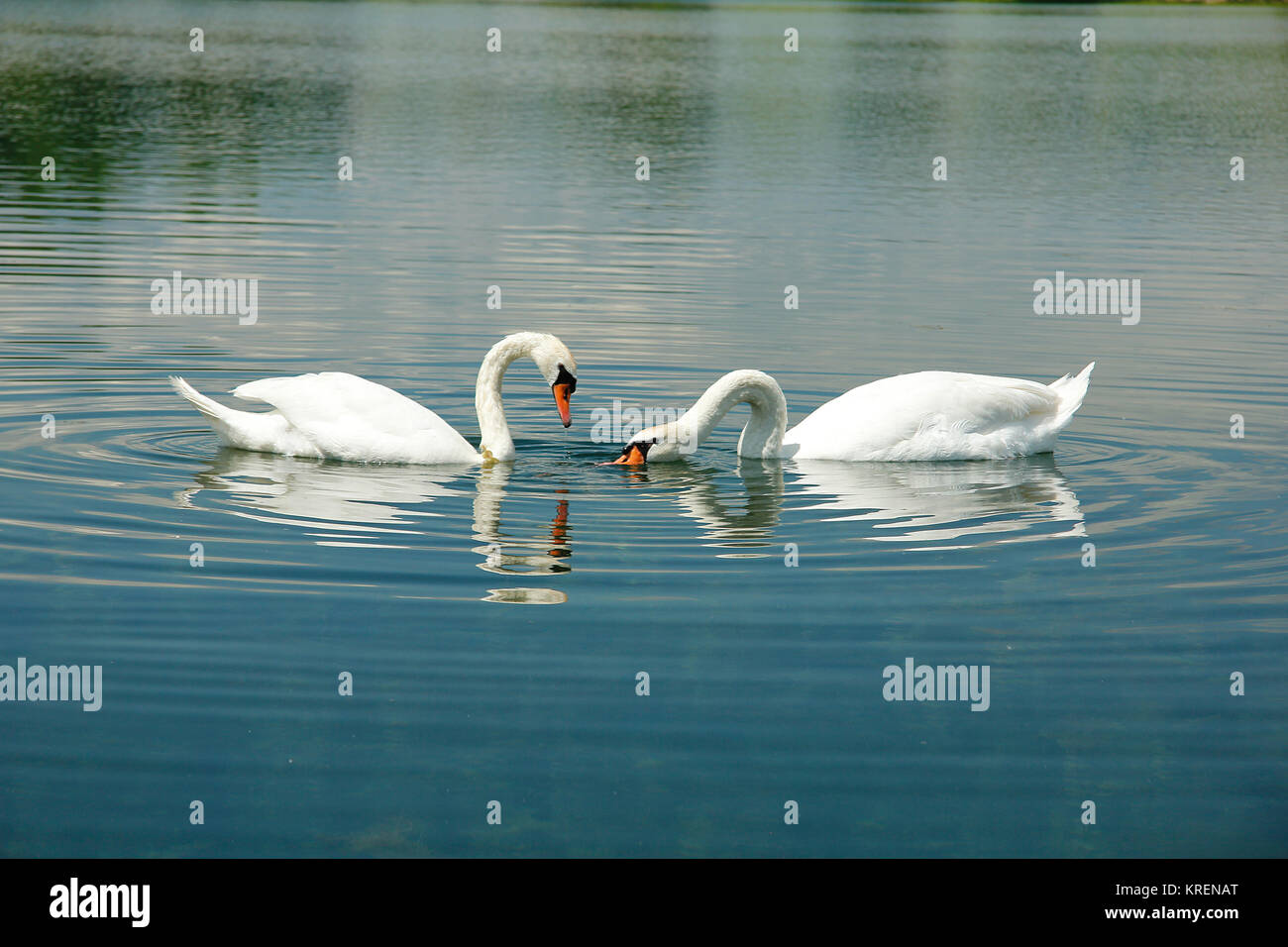 swans are swimming in the pond Stock Photo - Alamy