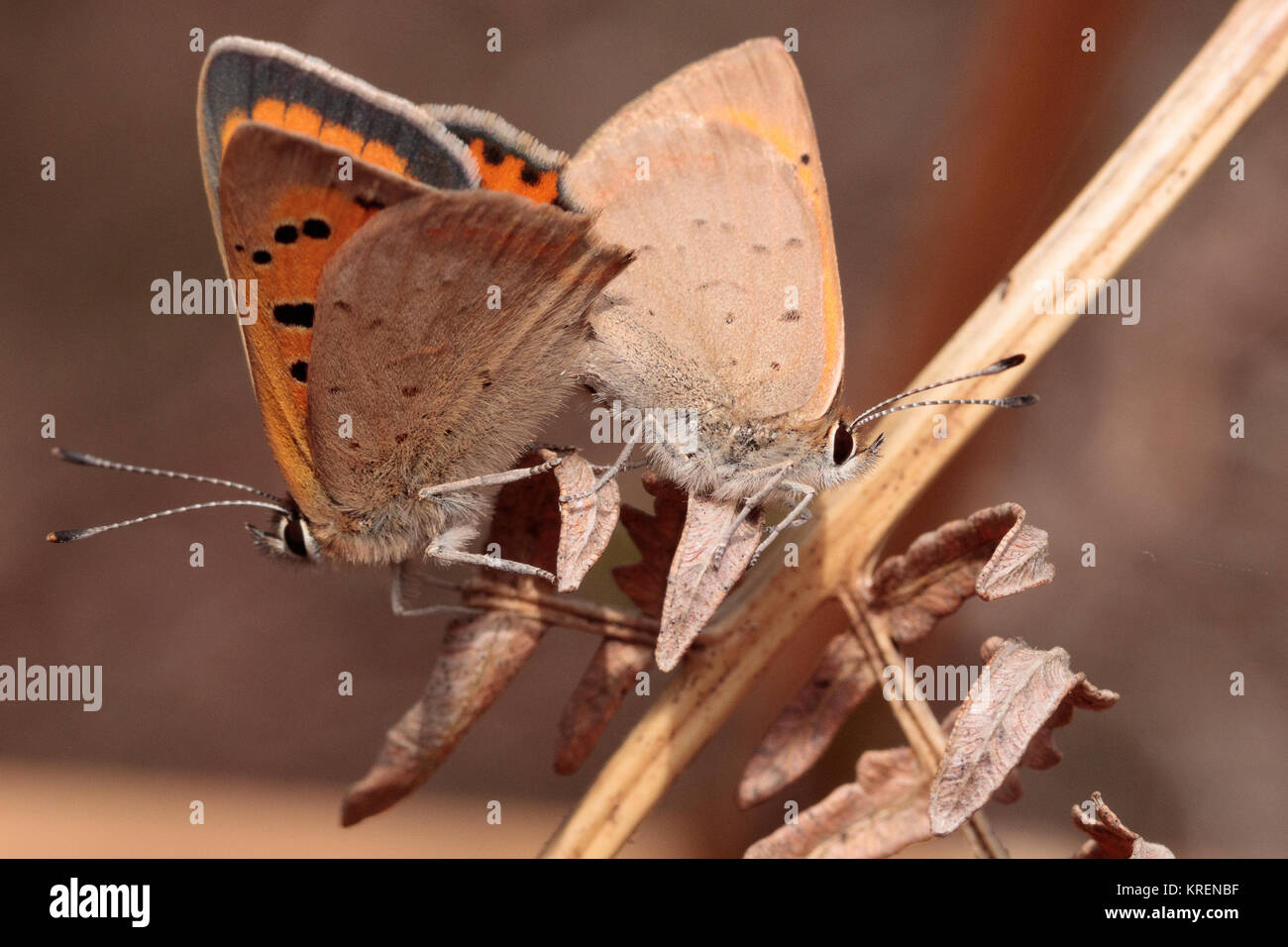 Small copper (Lycaena phlaeas) butterflies mating. Surrey, UK Stock ...