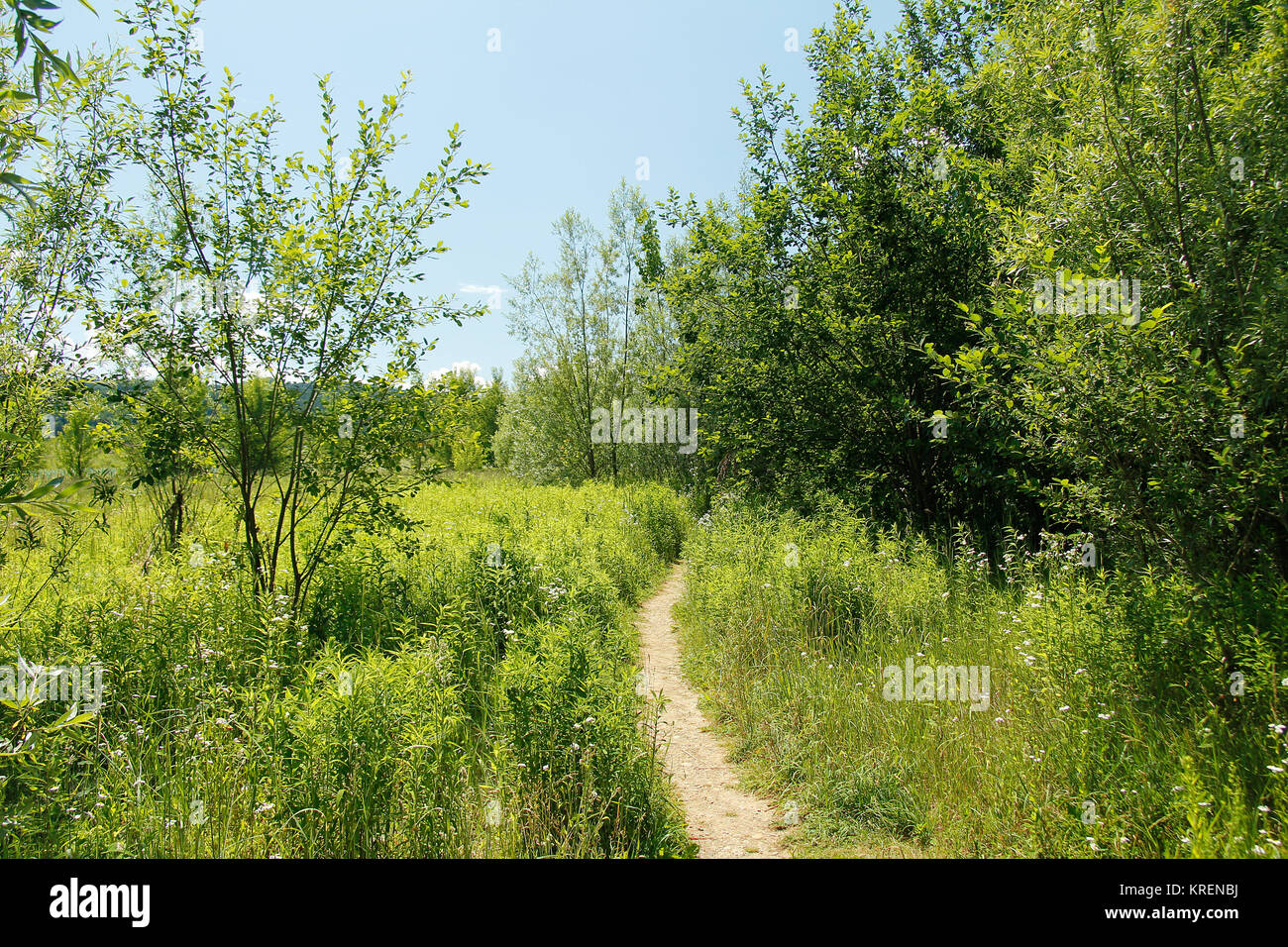 path in green landscape Stock Photo - Alamy