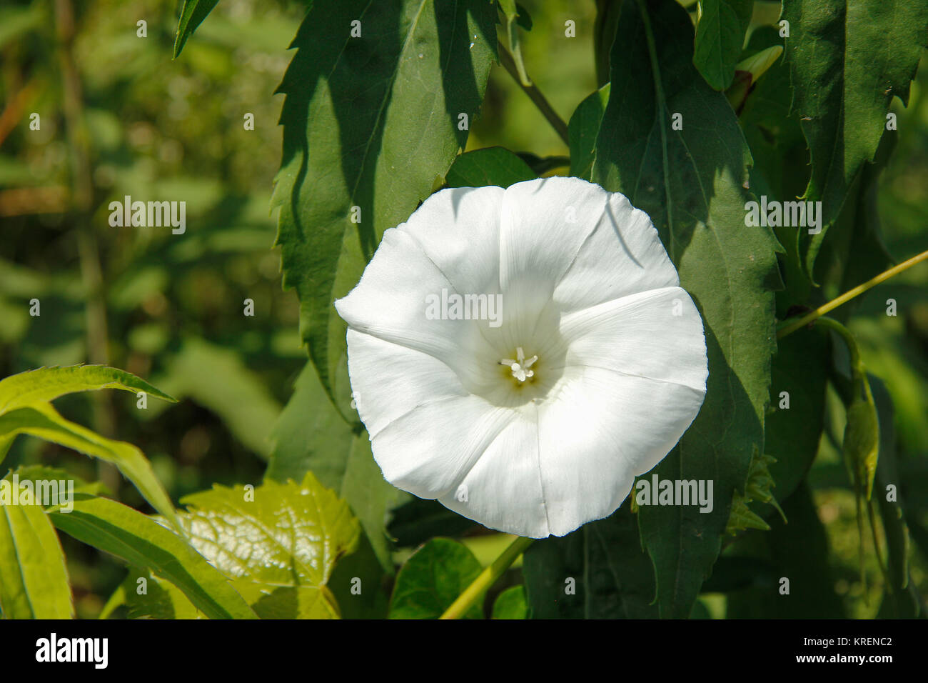 white funnel flower blossomed with green background Stock Photo - Alamy