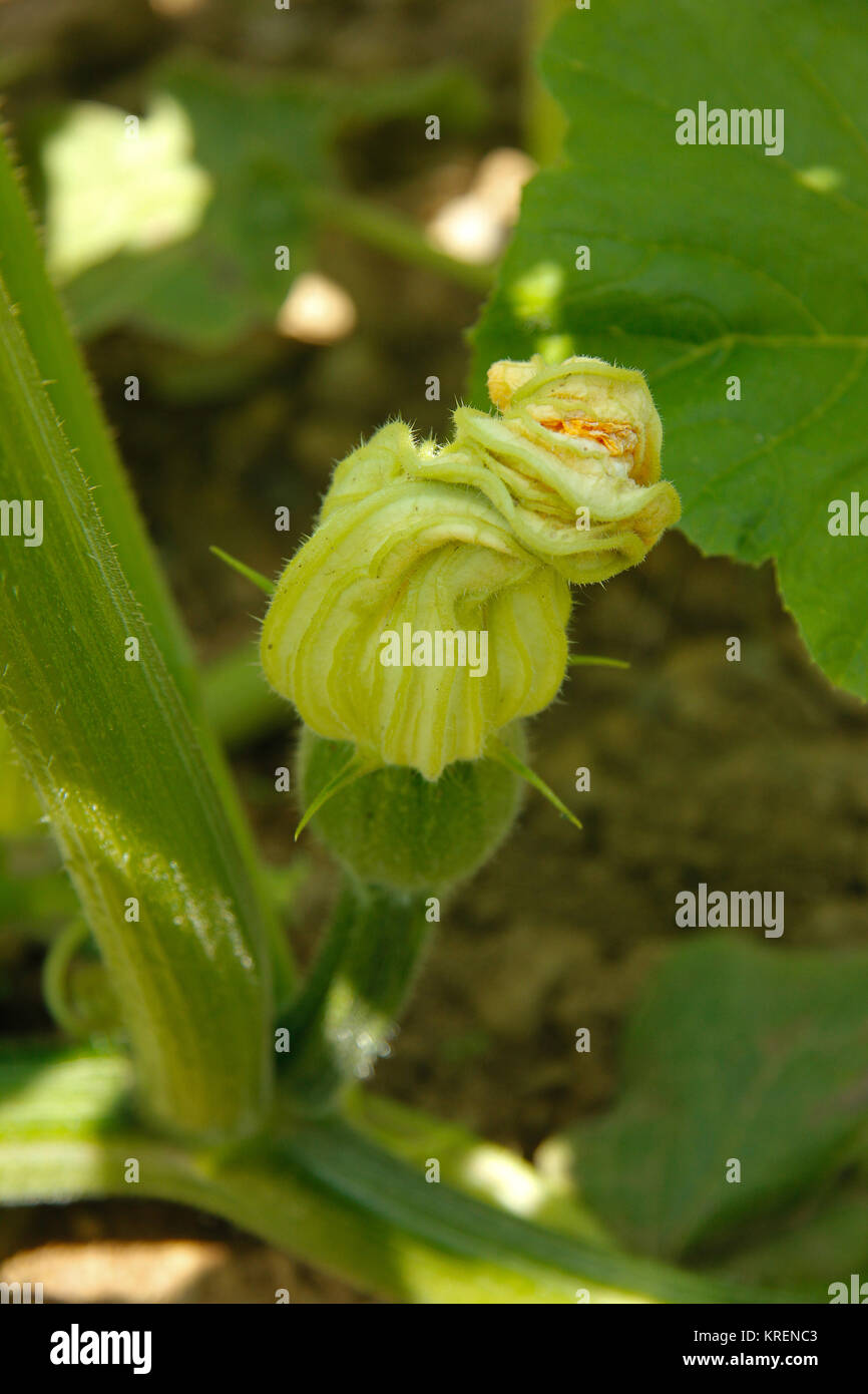 Squash blossom flower hi-res stock photography and images - Alamy