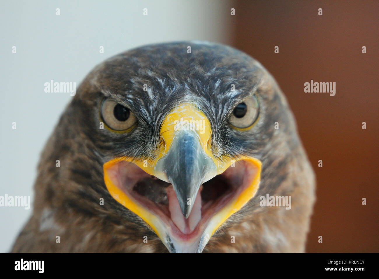 bird of prey in closeup Stock Photo - Alamy