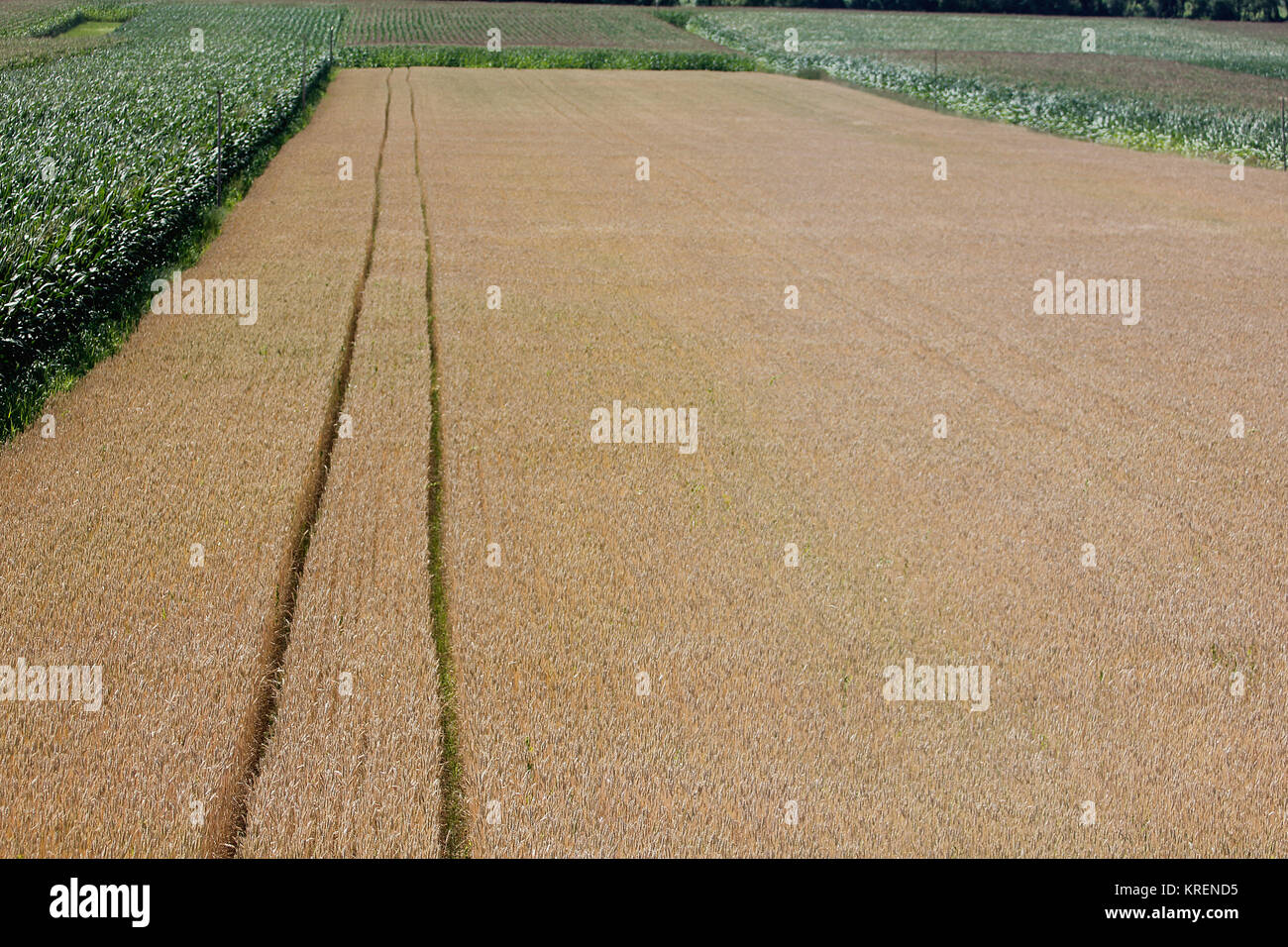 grain field with tractor track between corn fields Stock Photo - Alamy