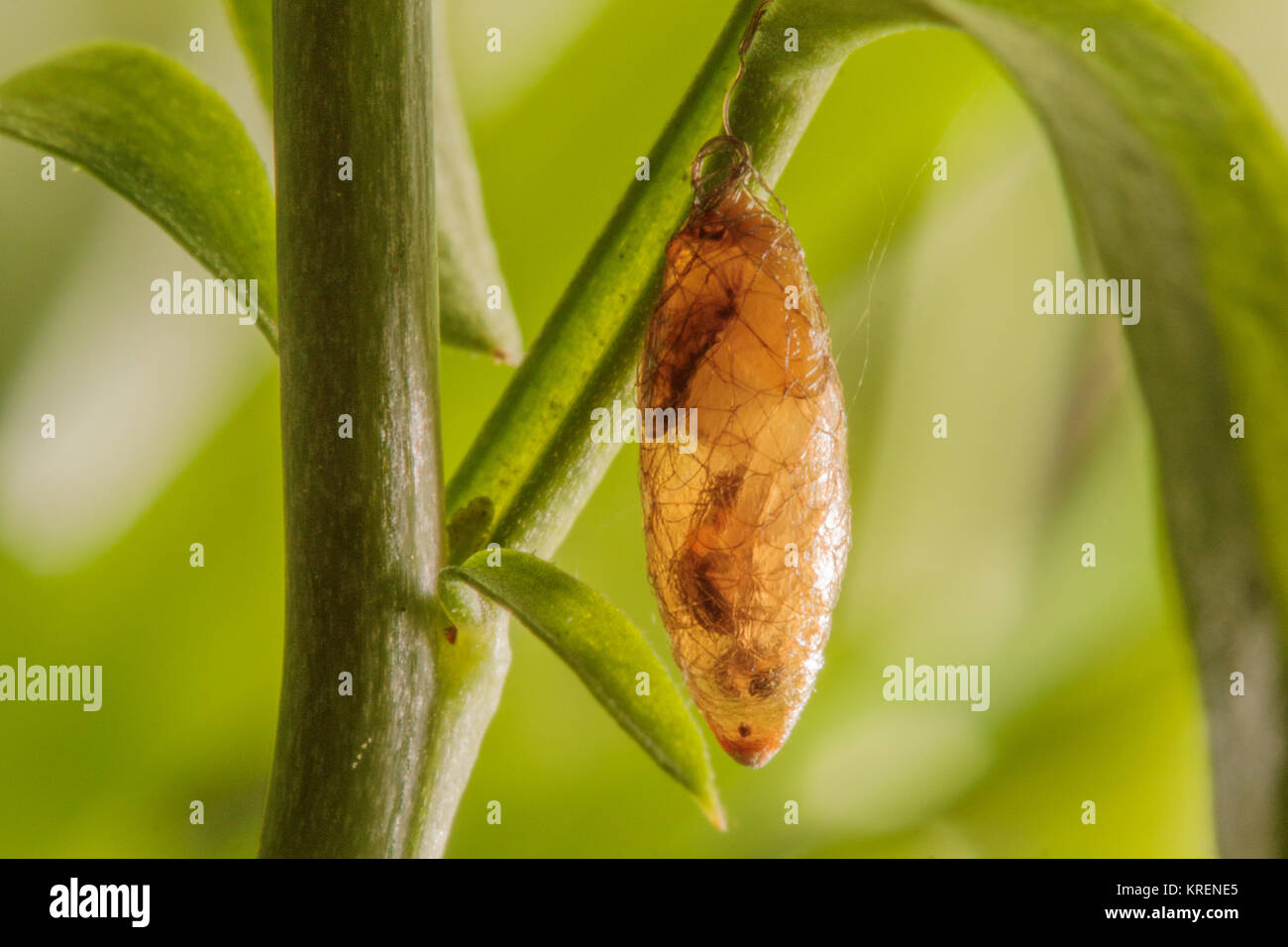 Wasp pupa hi-res stock photography and images - Alamy