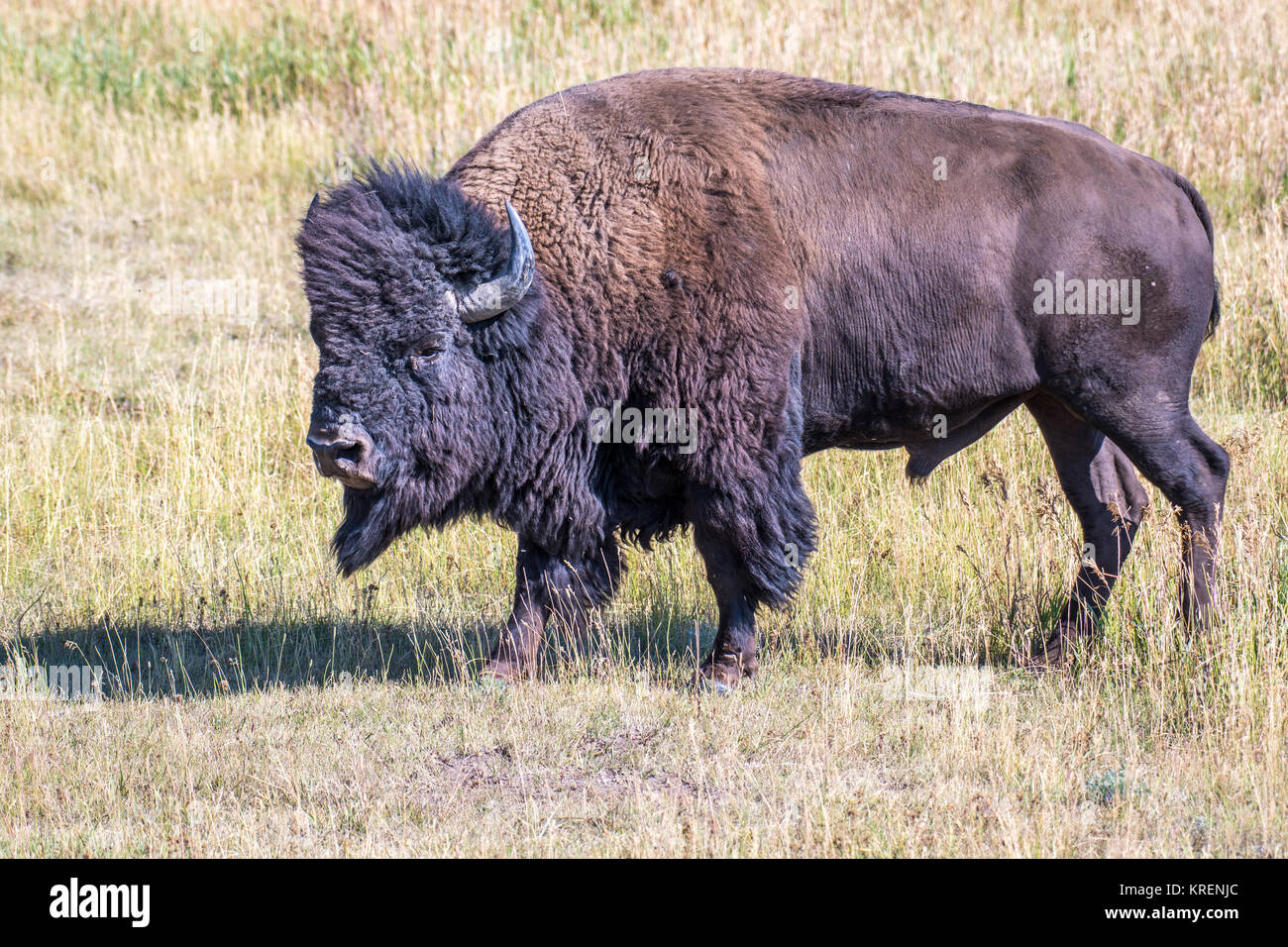 A robust American Bison stands alone in field, Grand Tetons National ...