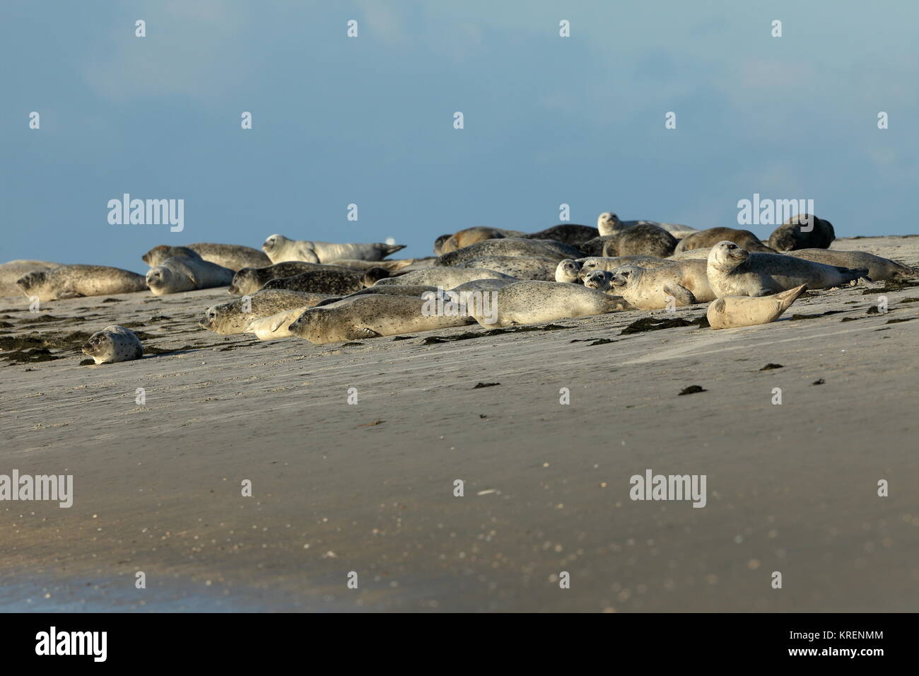 seals and seals on the sandbar in the wadden sea Stock Photo - Alamy