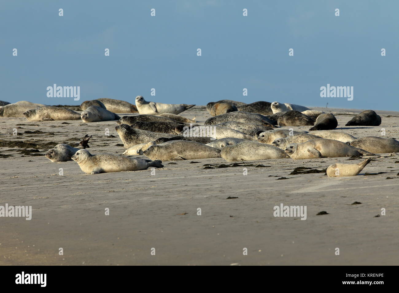 seals and seals on the sandbar in the wadden sea Stock Photo - Alamy