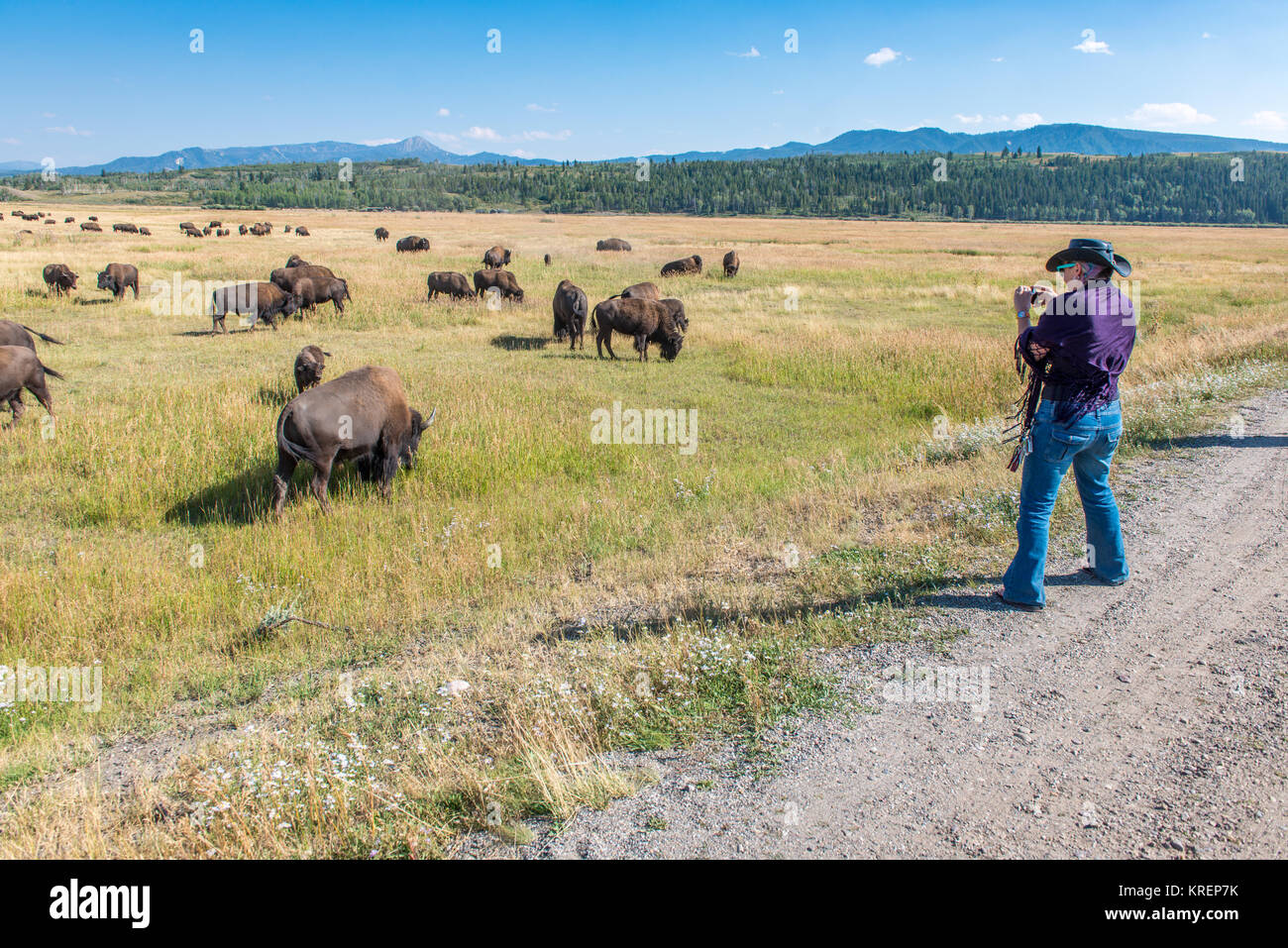 Uses of the bison hi-res stock photography and images - Alamy