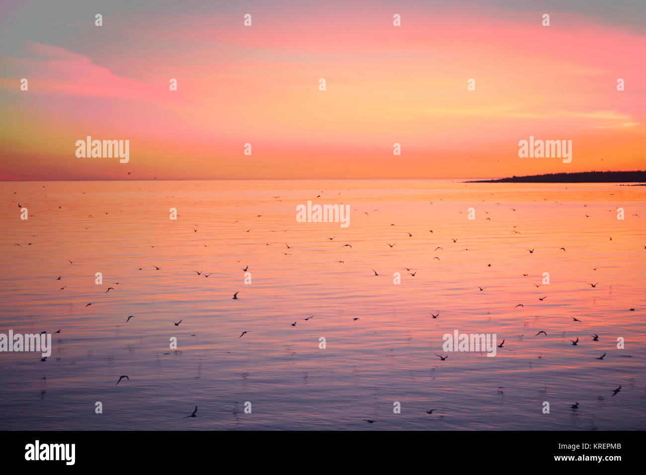 Mauve sunset on the Solovetsky Islands, the island of terns Stock Photo ...